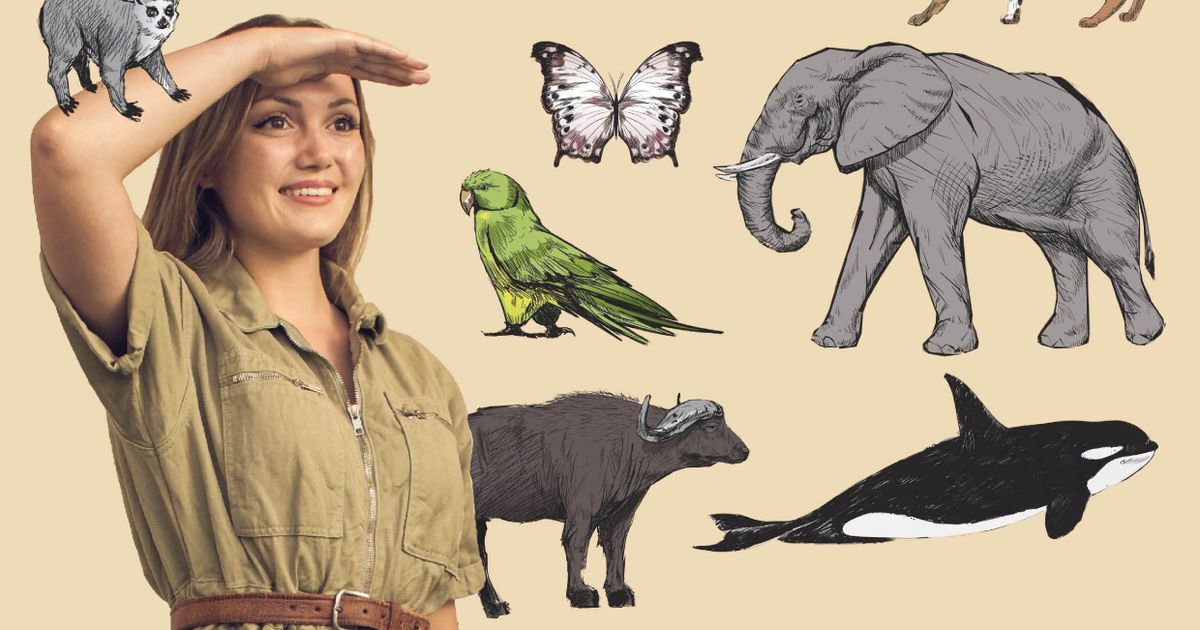 Sterrin’s Dierenencyclopedie — Sterrin Smalbrugge | Parktheater Eindhoven